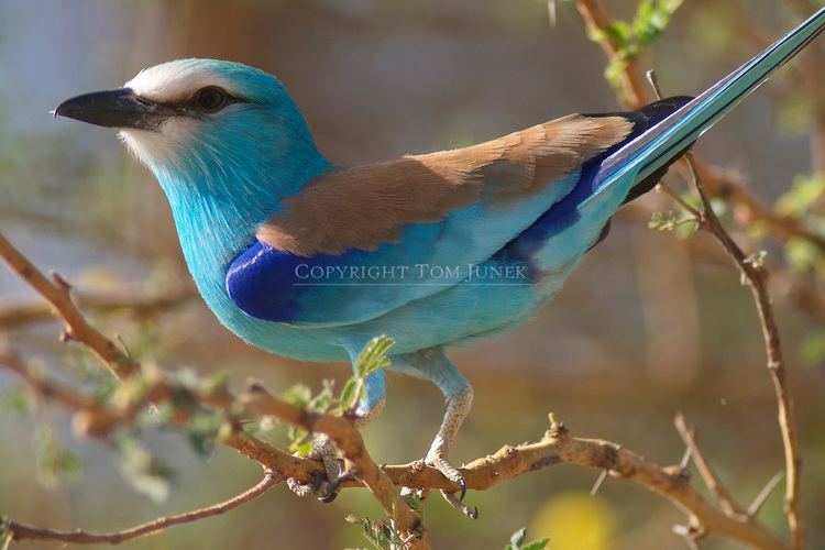 Abyssinian roller - Alchetron, The Free Social Encyclopedia