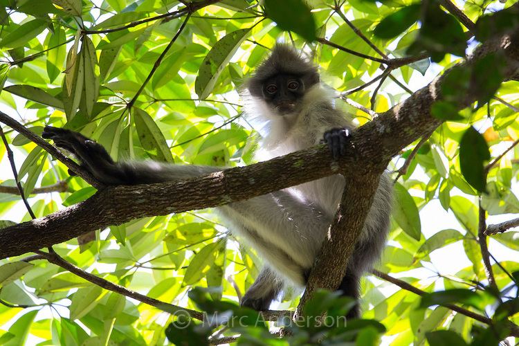 Banded surili - Alchetron, The Free Social Encyclopedia