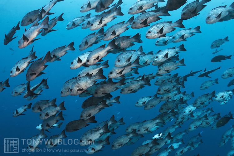 Black and white snapper - Alchetron, the free social encyclopedia