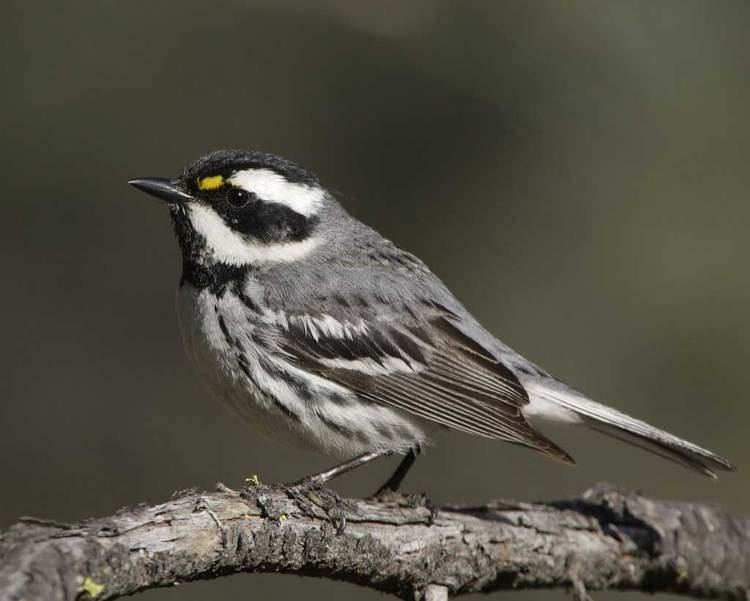 Black throated gray warbler - Alchetron, the free social encyclopedia