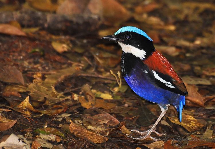 Blue headed pitta - Alchetron, The Free Social Encyclopedia