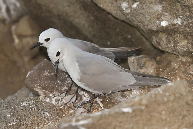 Blue noddy - Alchetron, The Free Social Encyclopedia