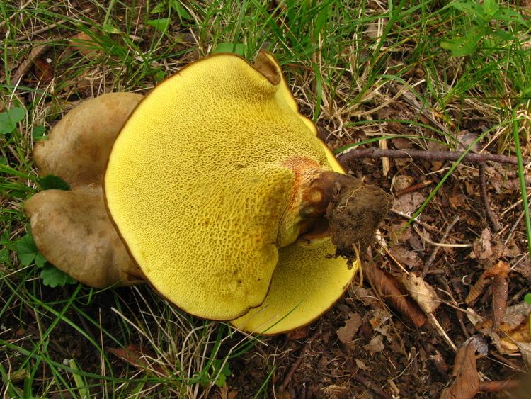 Boletinellus merulioides - Alchetron, the free social encyclopedia