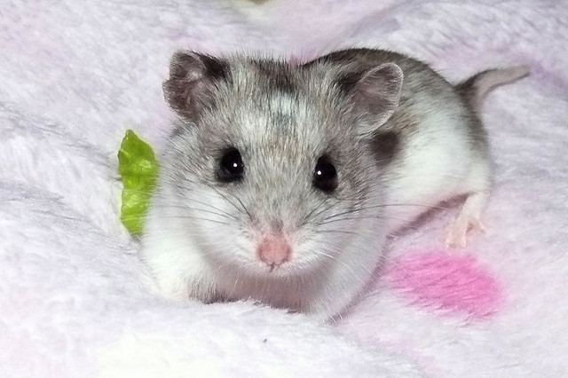 Chinese Dwarf Hamster Chinese Dwarf Hamster
