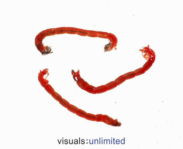 Chironomus riparius - Alchetron, The Free Social Encyclopedia