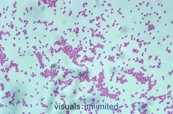 Coccobacillus - Alchetron, The Free Social Encyclopedia