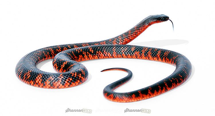 Collett's snake - Alchetron, The Free Social Encyclopedia