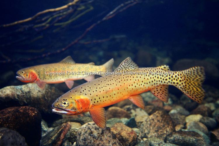 Colorado River cutthroat trout - Alchetron, the free social encyclopedia