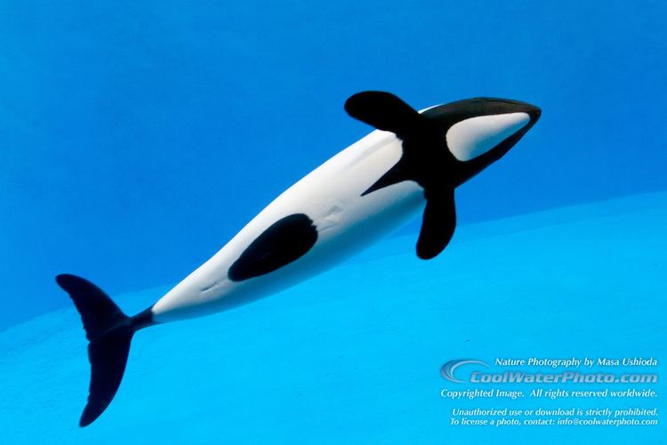 Commerson's dolphin - Alchetron, The Free Social Encyclopedia