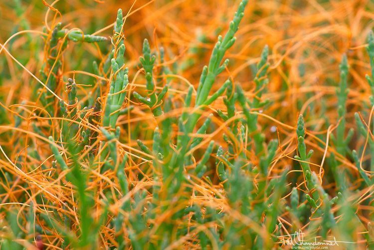Cuscuta salina - Alchetron, The Free Social Encyclopedia