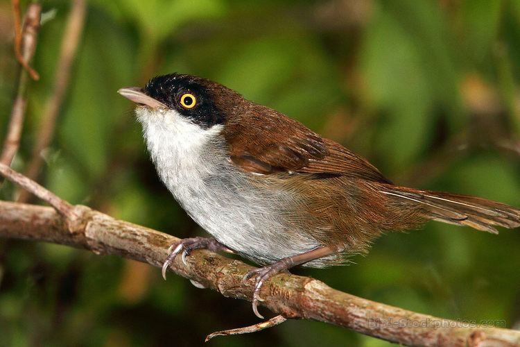 Dark fronted babbler - Alchetron, The Free Social Encyclopedia