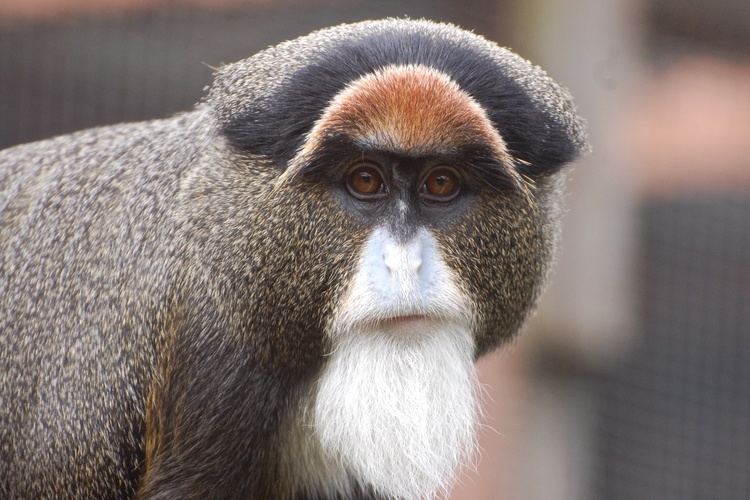 De Brazza's monkey - Alchetron, The Free Social Encyclopedia