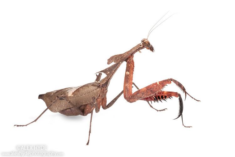 Dead leaf mantis - Alchetron, The Free Social Encyclopedia