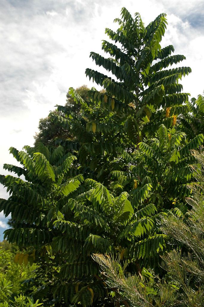 Dysoxylum mollissimum subsp. molle - Alchetron, the free social ...