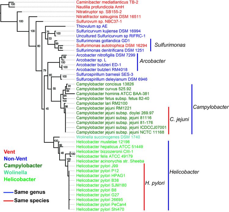 Epsilonproteobacteria Alchetron The Free Social Encyclopedia
