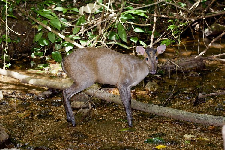 Fea's muntjac - Alchetron, The Free Social Encyclopedia