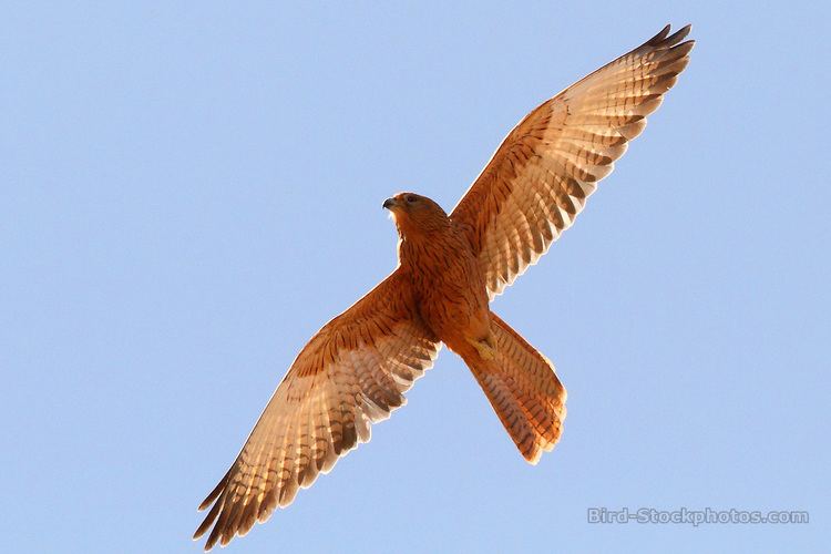 Fox kestrel - Alchetron, The Free Social Encyclopedia