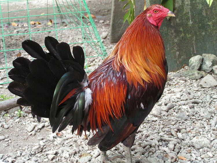 Gamecock Alchetron The Free Social Encyclopedia Gamecock Alchetron The Free Social Encyclopedia