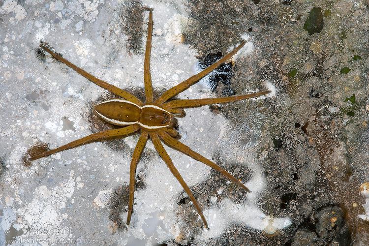 Great raft spider - Alchetron, The Free Social Encyclopedia