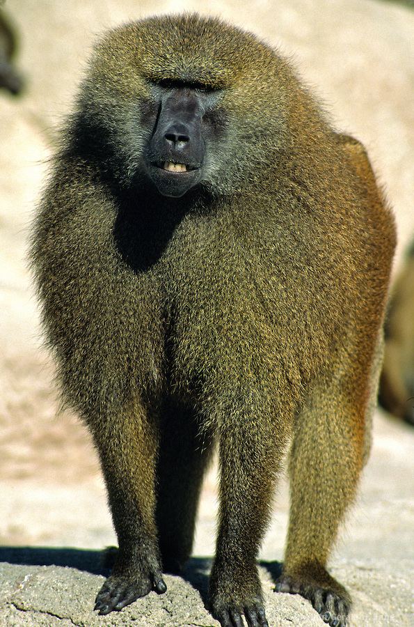 Guinea baboon - Alchetron, The Free Social Encyclopedia