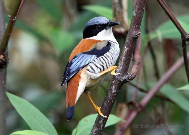 Himalayan cutia - Alchetron, The Free Social Encyclopedia
