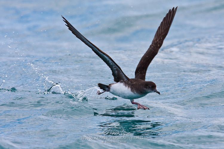 Hutton's shearwater - Alchetron, The Free Social Encyclopedia