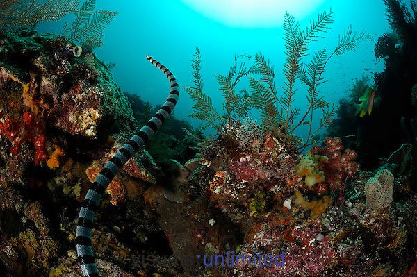 Hydrophis belcheri - Alchetron, The Free Social Encyclopedia