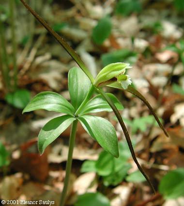 Isotria - Alchetron, The Free Social Encyclopedia