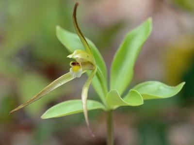 Isotria - Alchetron, The Free Social Encyclopedia