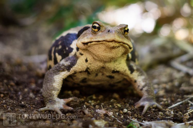 Japanese common toad - Alchetron, The Free Social Encyclopedia