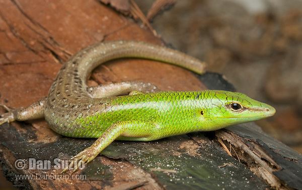 Lamprolepis smaragdina - Alchetron, The Free Social Encyclopedia