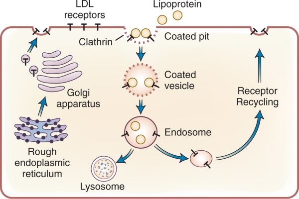 LDL Receptor Everything You Need To Know With Photos Videos LDL Receptor Everything You Need To Know With Photos Videos