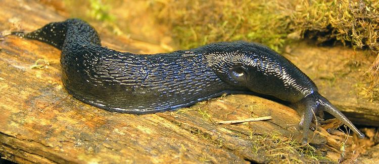 Limax Alchetron The Free Social Encyclopedia