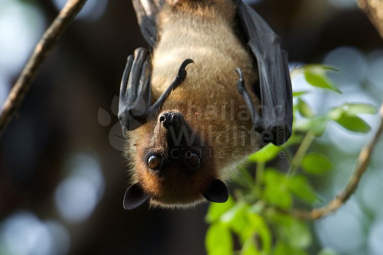 Lyle's flying fox - Alchetron, The Free Social Encyclopedia