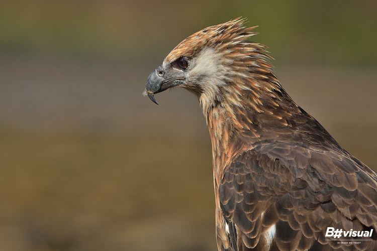Madagascan fish eagle - Alchetron, The Free Social Encyclopedia