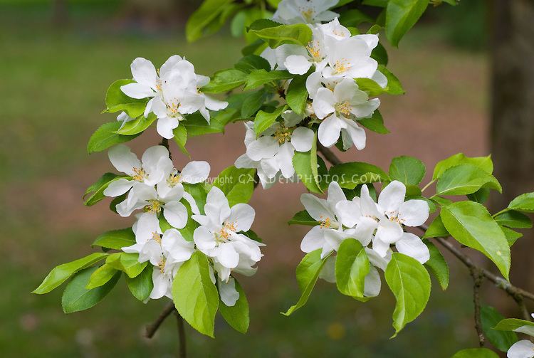 Malus spectabilis - Alchetron, The Free Social Encyclopedia