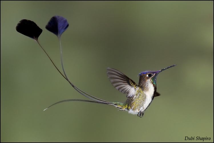 Marvellous spatuletail - Alchetron, The Free Social Encyclopedia