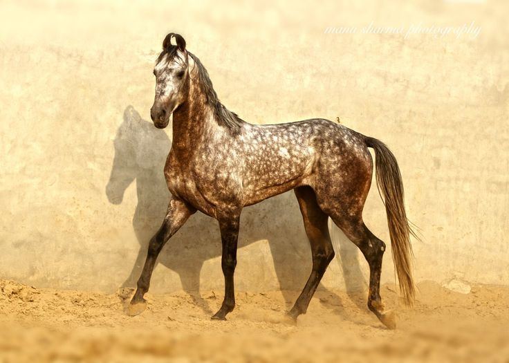 Marwari Horse Detailed Information Photos Videos