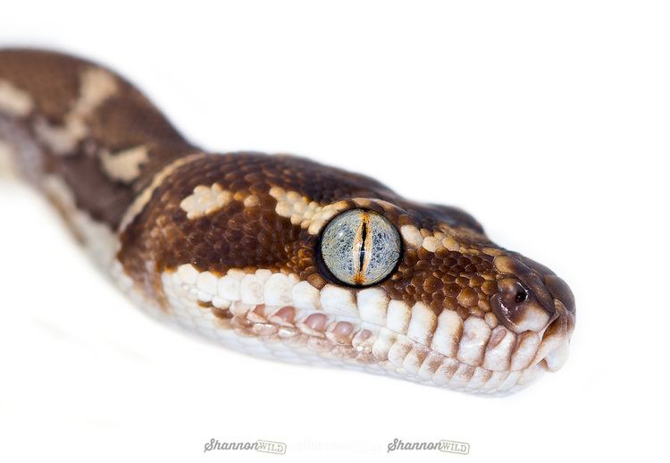 Morelia carinata - Alchetron, The Free Social Encyclopedia