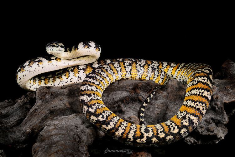 Morelia spilota variegata - Alchetron, the free social encyclopedia
