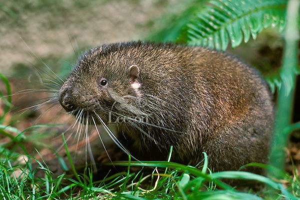 Mountain beaver - Alchetron, The Free Social Encyclopedia