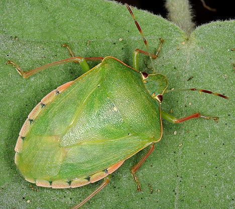 Nezara Viridula Alchetron The Free Social Encyclopedia