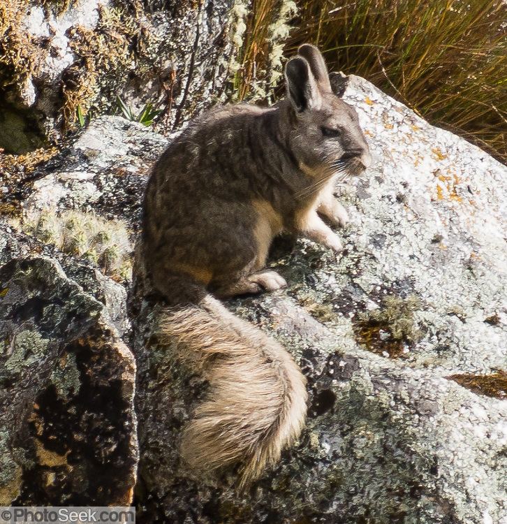 Northern viscacha - Alchetron, The Free Social Encyclopedia