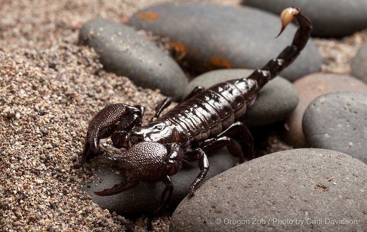 Pandinus - Alchetron, The Free Social Encyclopedia