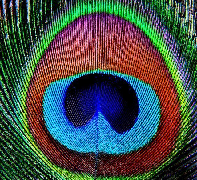 Patterns In Nature Everything You Need To Know With Photos Videos