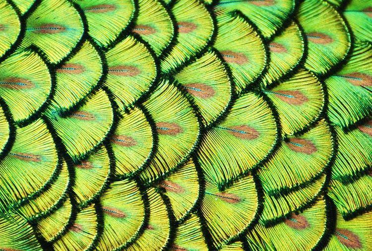Patterns In Nature Everything You Need To Know With Photos Videos