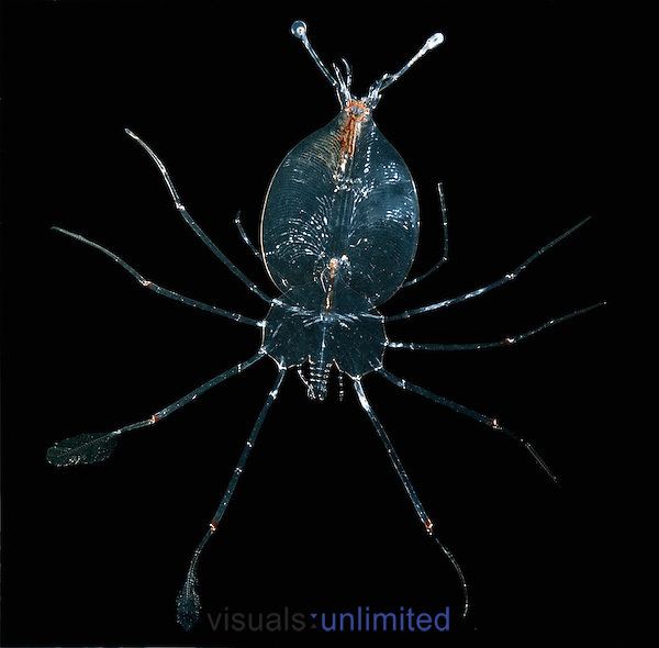 Phyllosoma - Alchetron, The Free Social Encyclopedia