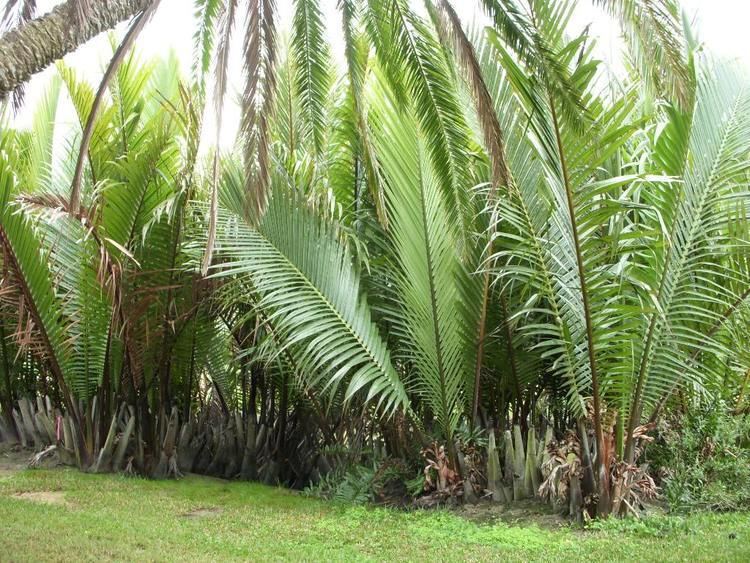 Raffia Palm Alchetron The Free Social Encyclopedia