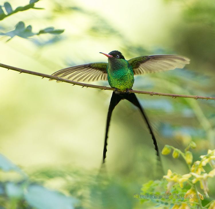 Red billed streamertail - Alchetron, the free social encyclopedia