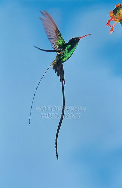 Red billed streamertail - Alchetron, the free social encyclopedia